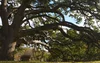 History — Aggie Century Tree Project