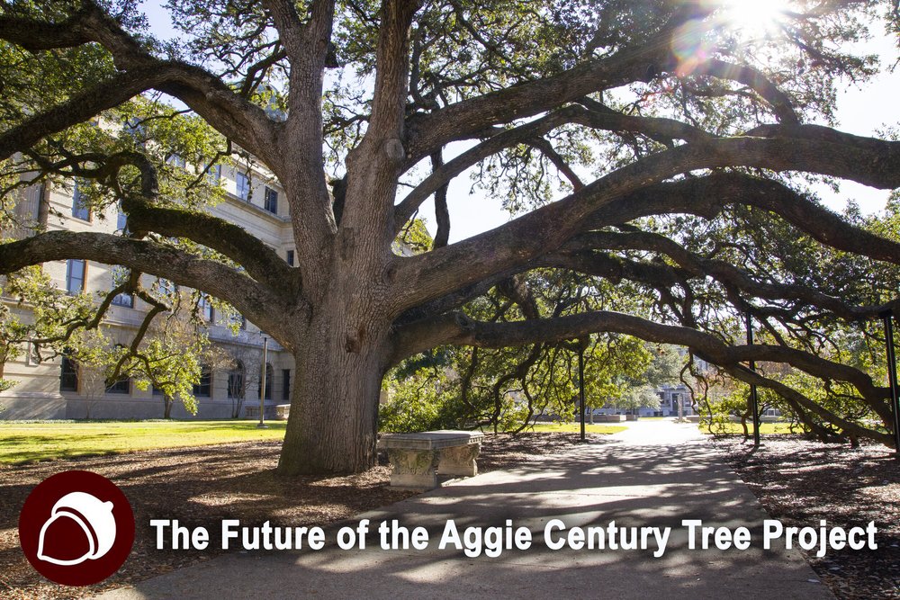 Future of the Aggie Century Tree Project — Aggie Century Tree Project