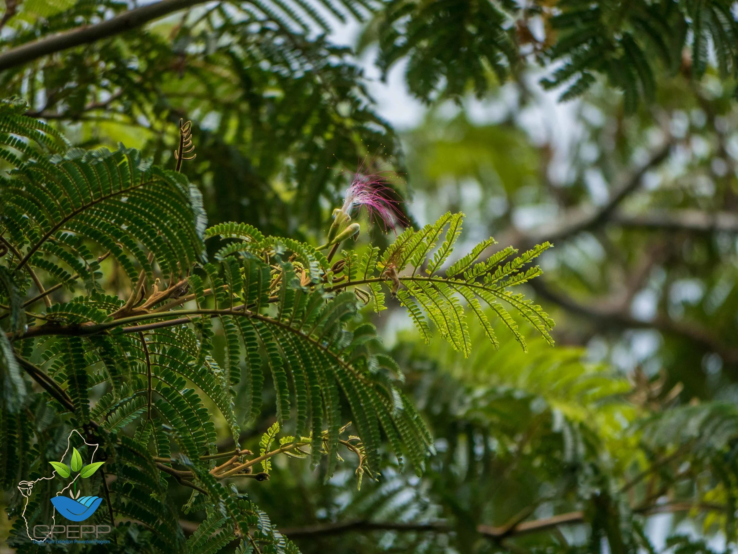 Guam Plant Extinction Prevention Program
