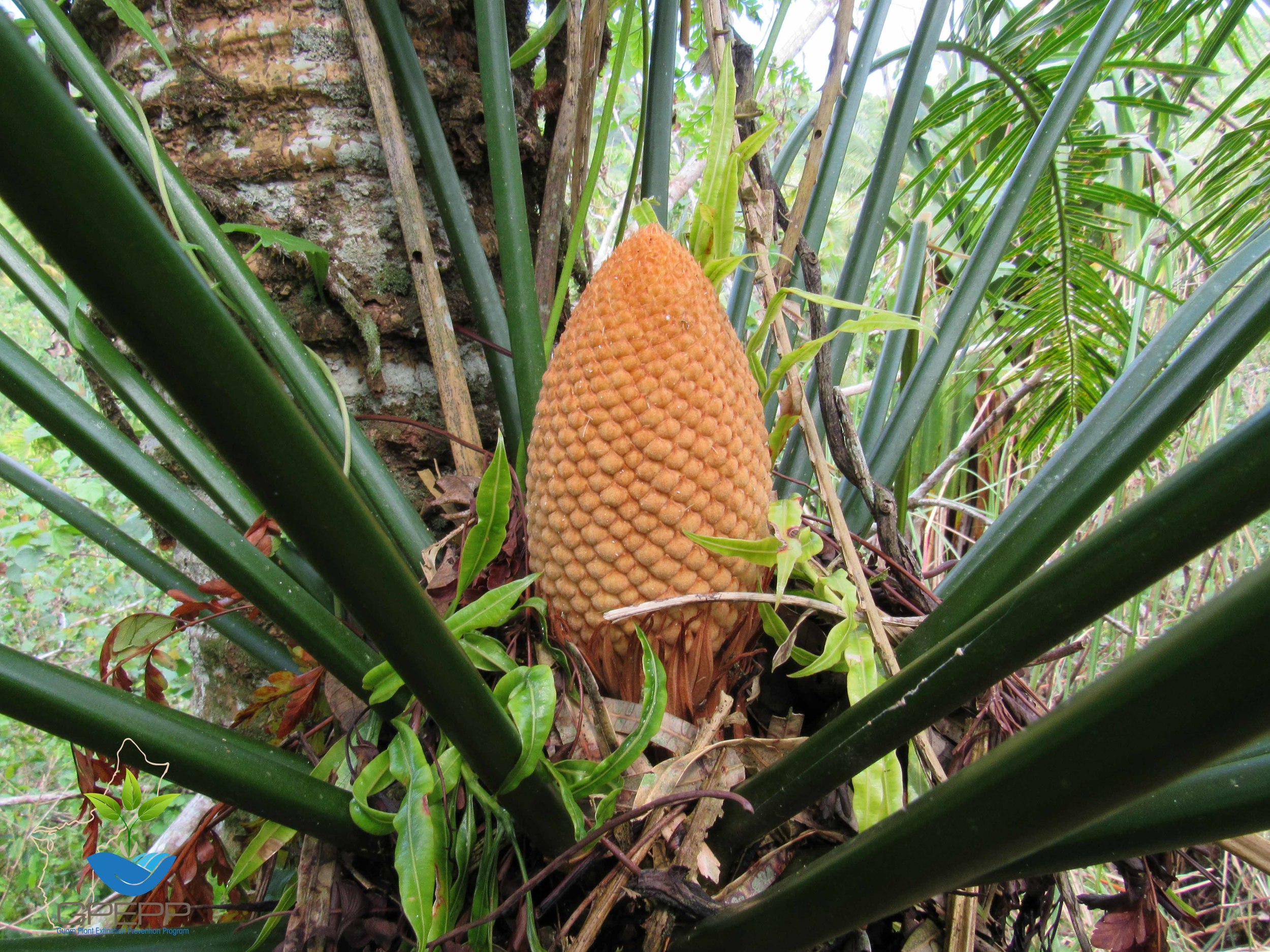 Cycas micronesica — Guam Plant Extinction Prevention Program