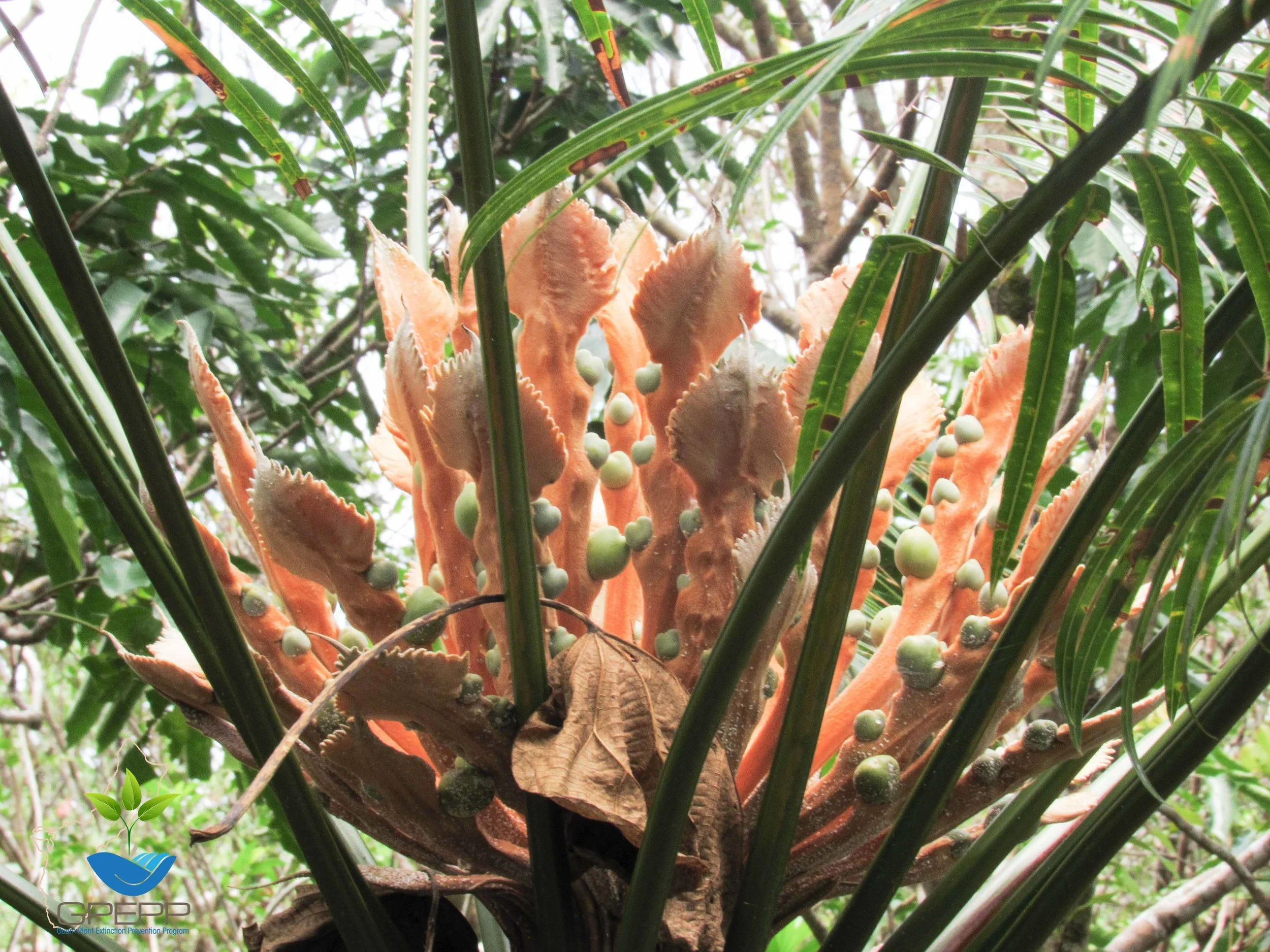 Cycas micronesica — Guam Plant Extinction Prevention Program