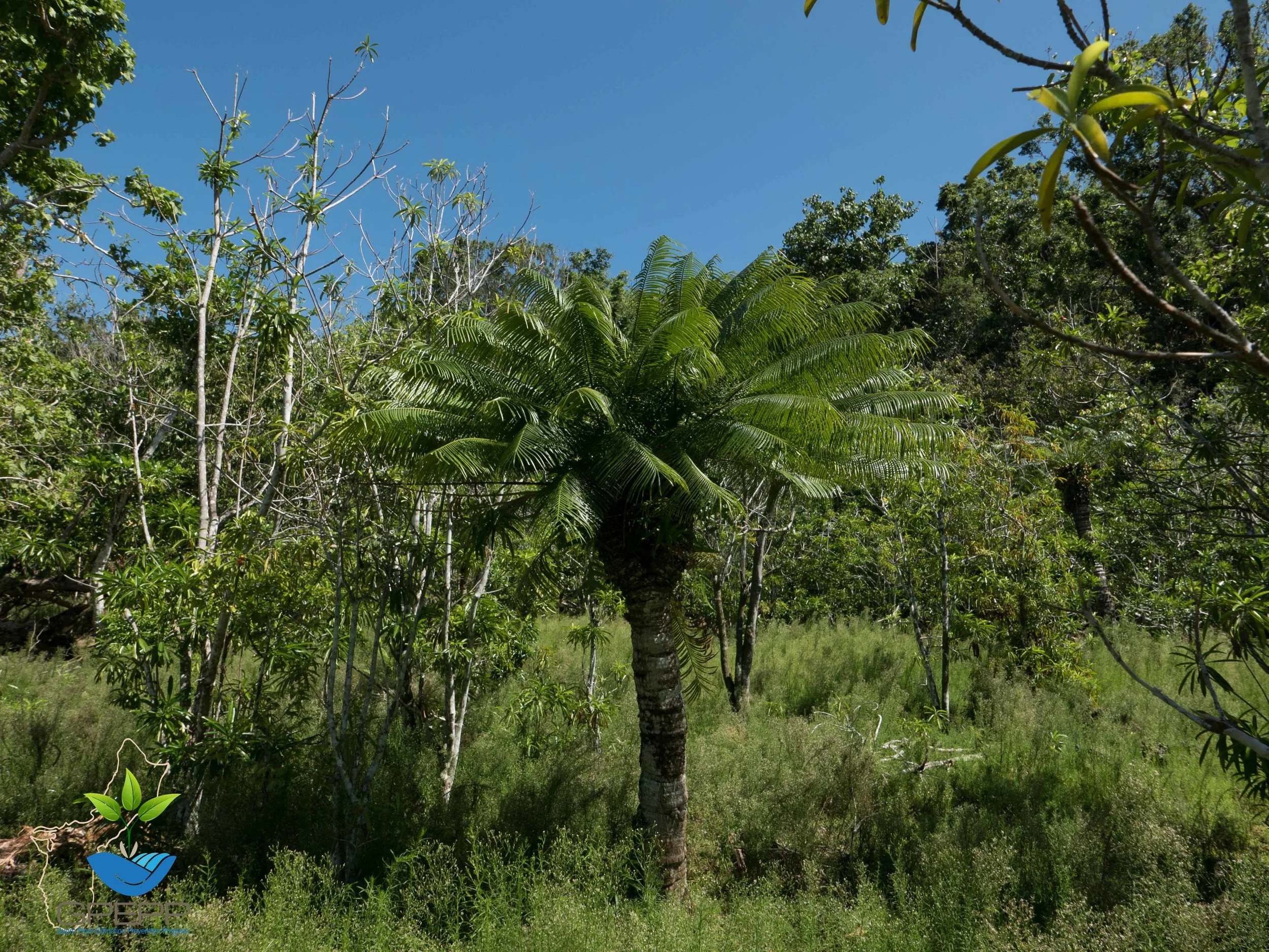 Cycas micronesica — Guam Plant Extinction Prevention Program