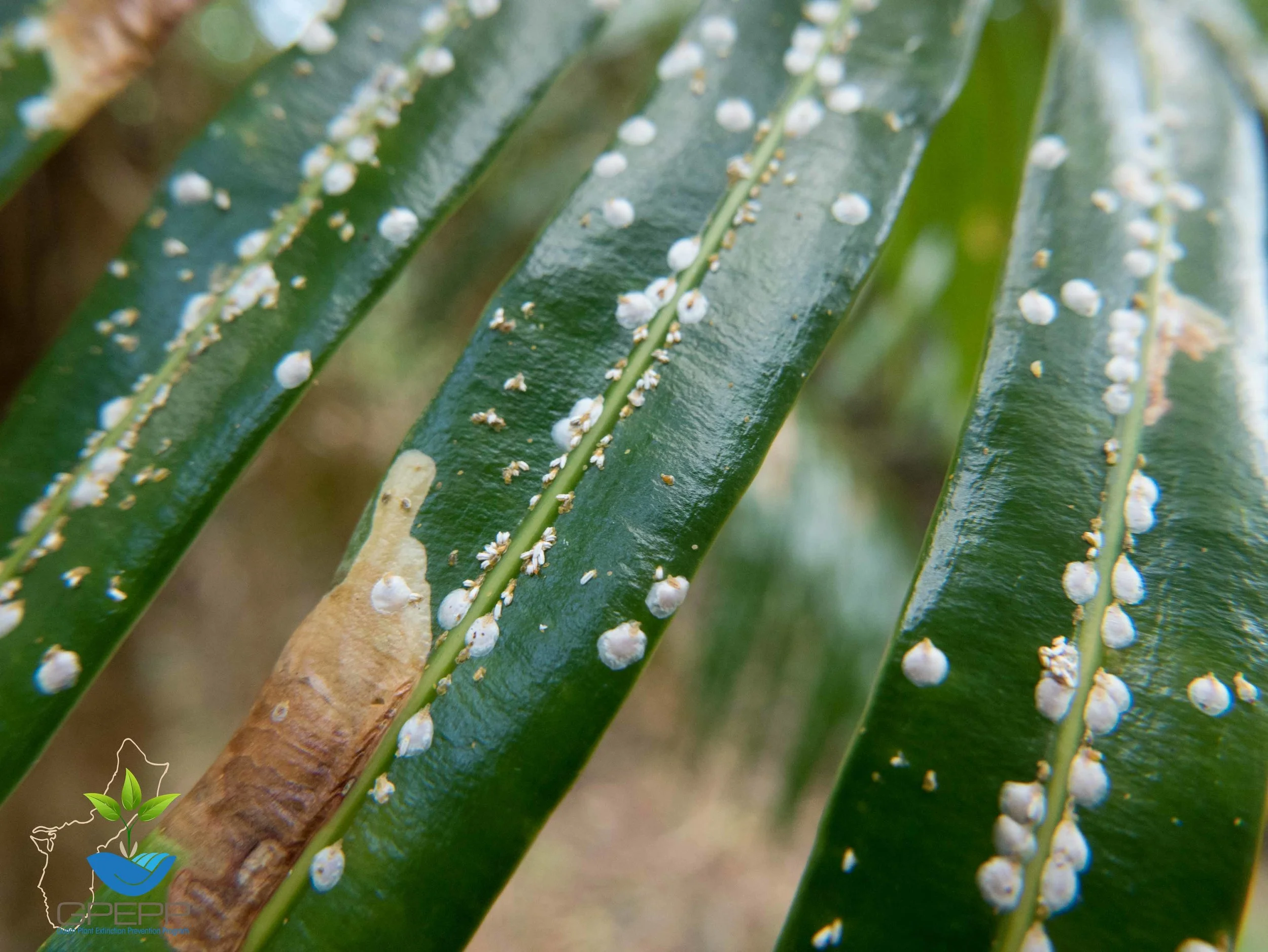 Cycas micronesica — Guam Plant Extinction Prevention Program