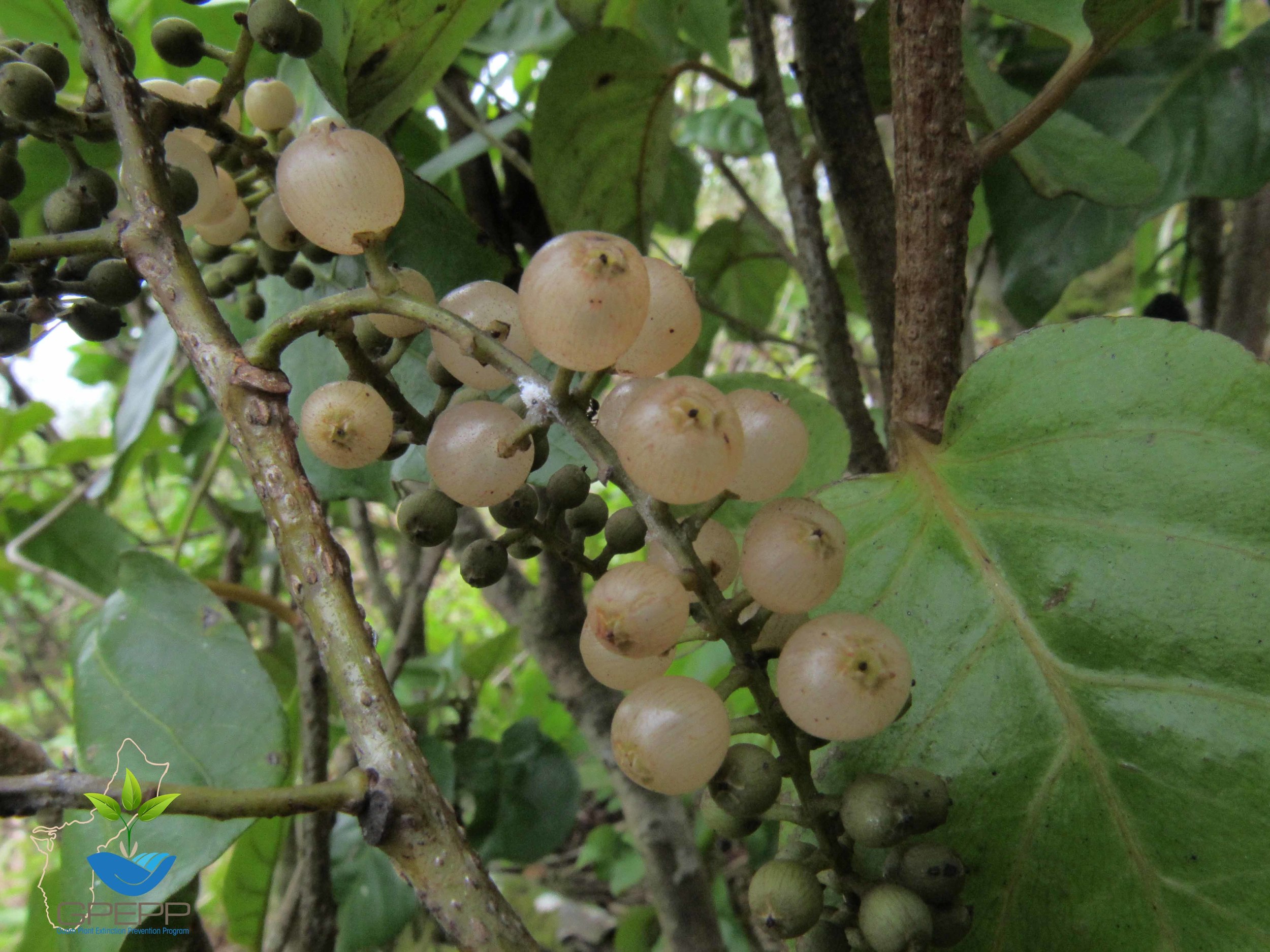 Maesa walkerii — Guam Plant Extinction Prevention Program