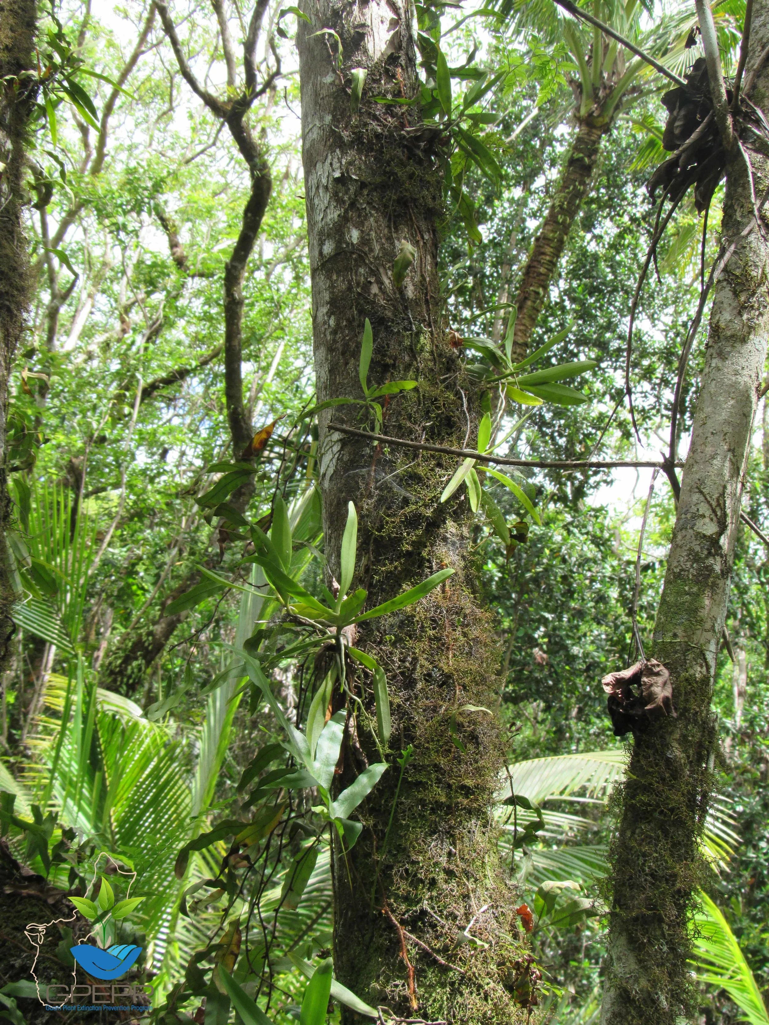 Tuberolabium guamense — Guam Plant Extinction Prevention Program