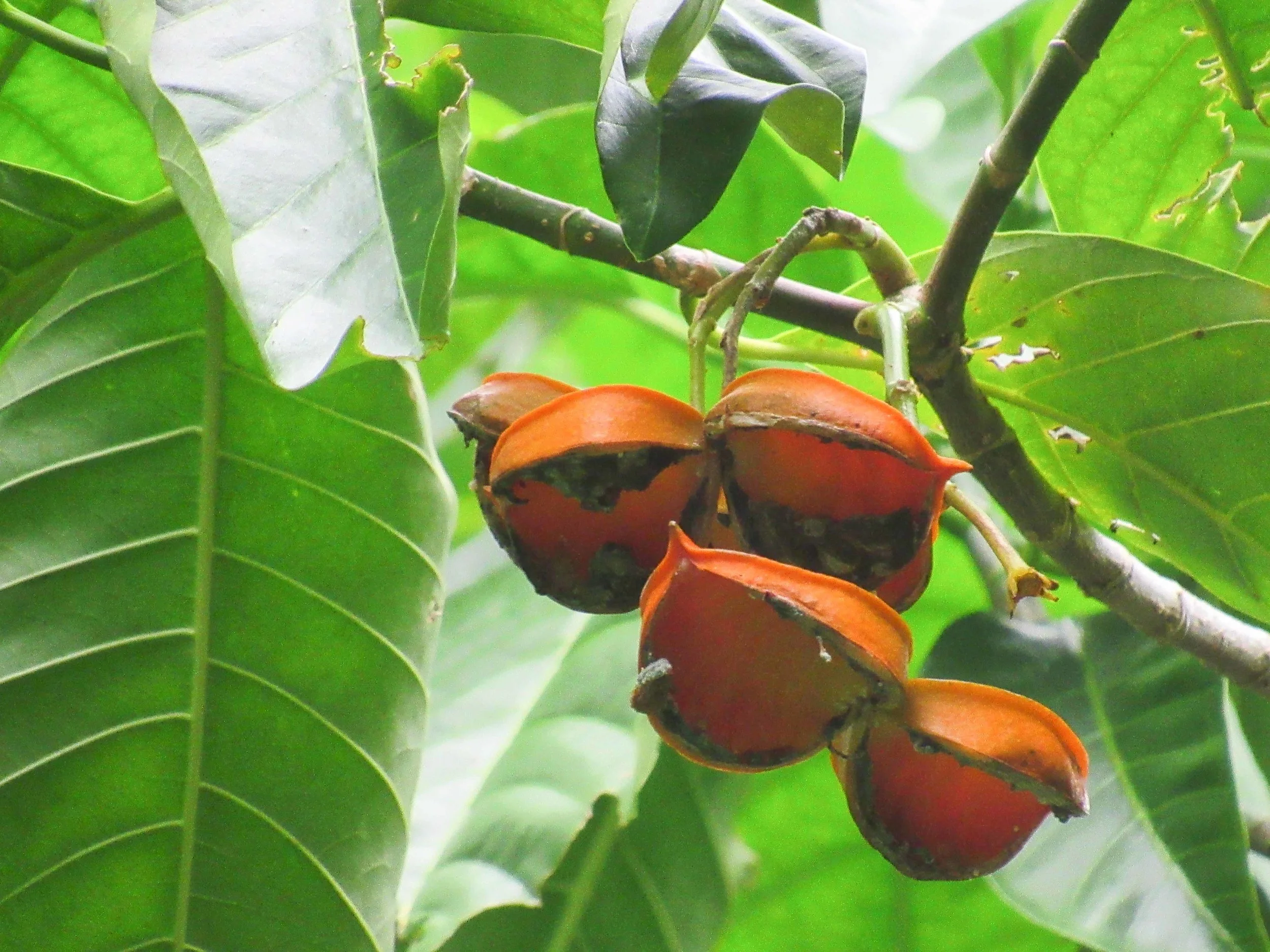 Guam Plant Extinction Prevention Program