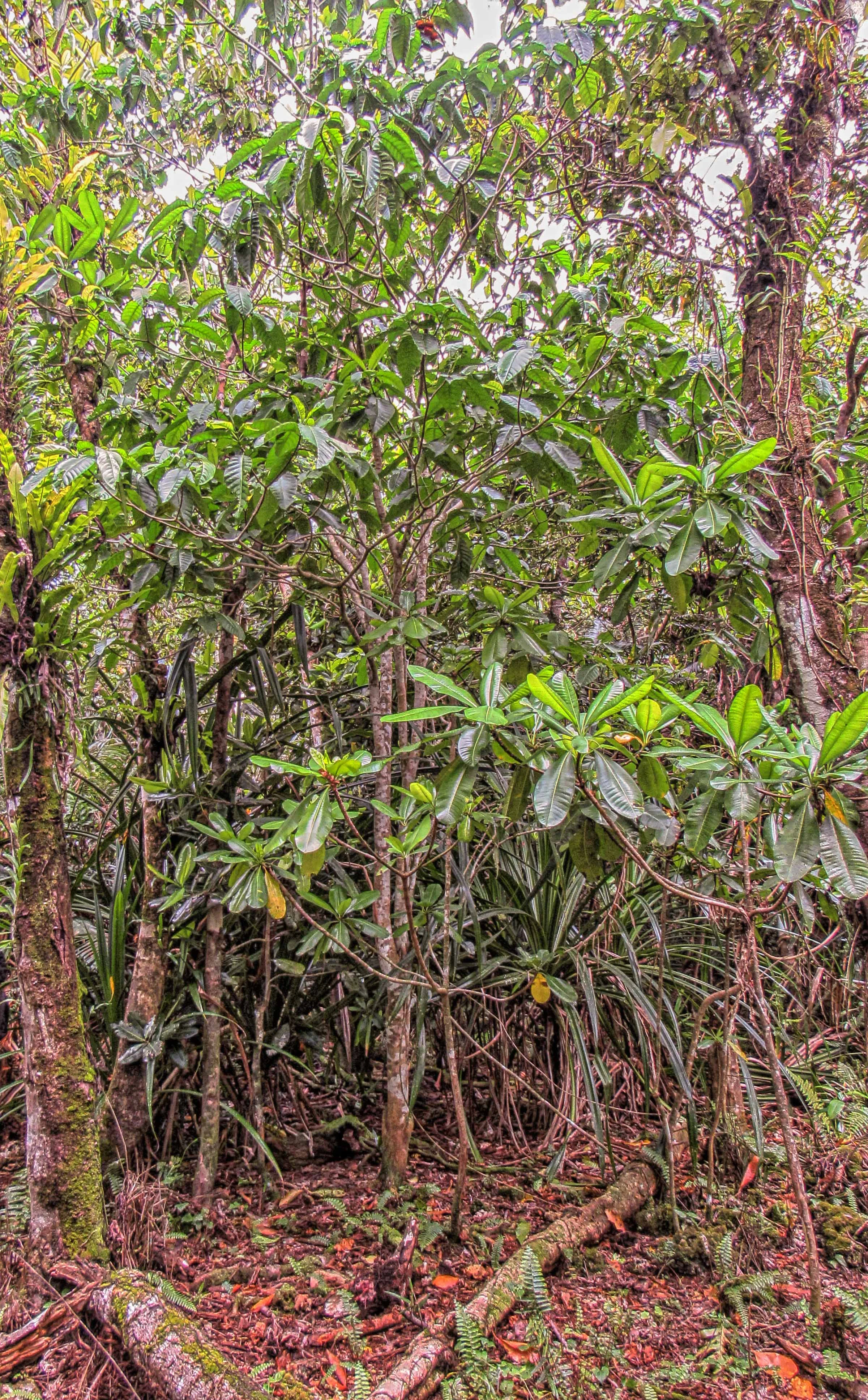 Guam Plant Extinction Prevention Program
