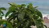 Claoxylon marianum — Guam Plant Extinction Prevention Program