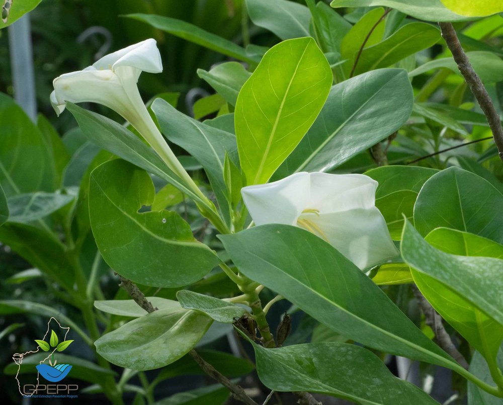 National Flower Of Guam | Best Flower Site