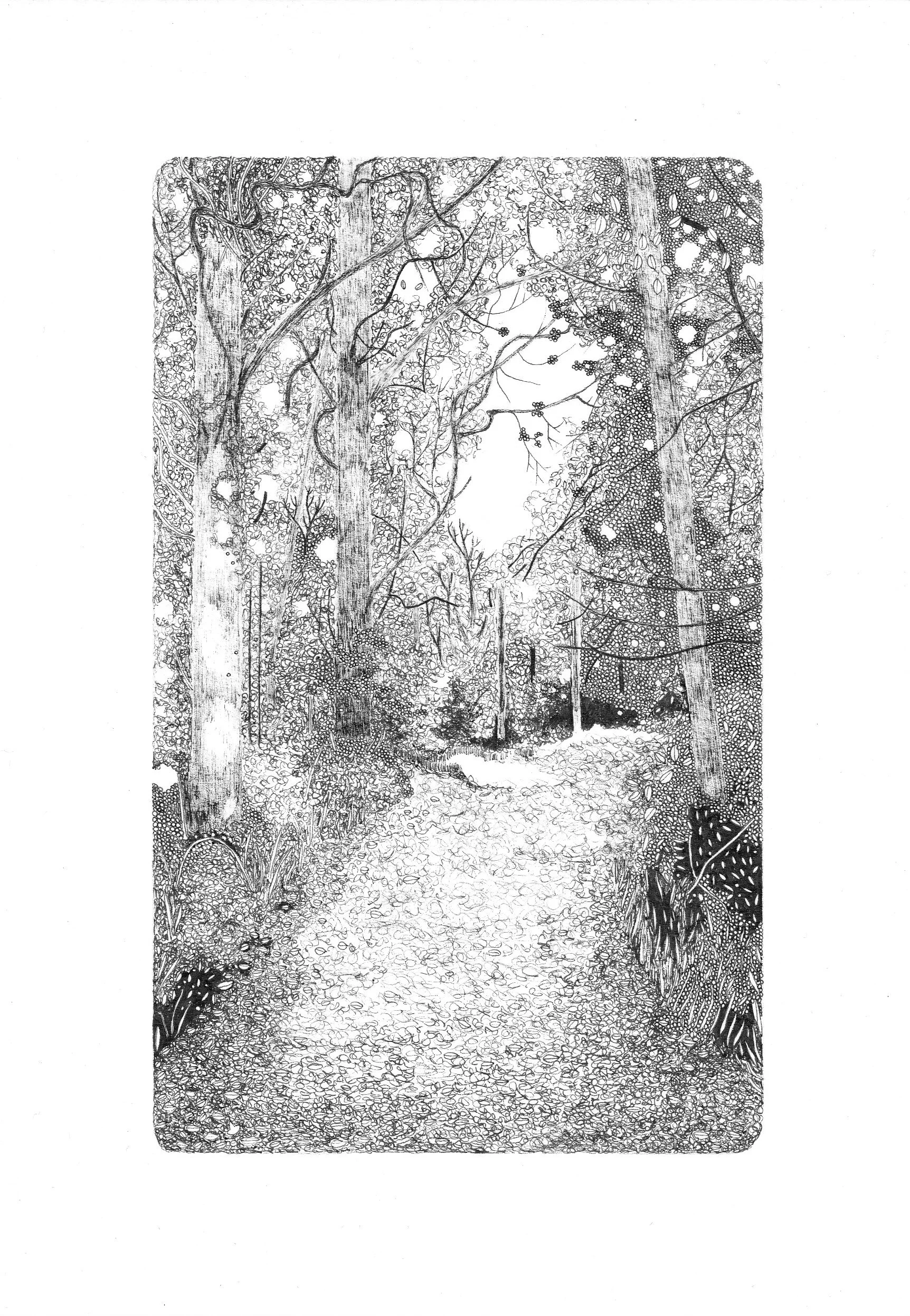 Shop — Claire Leach