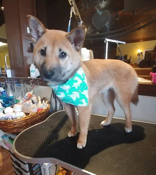 GROOMING — The Social Pup