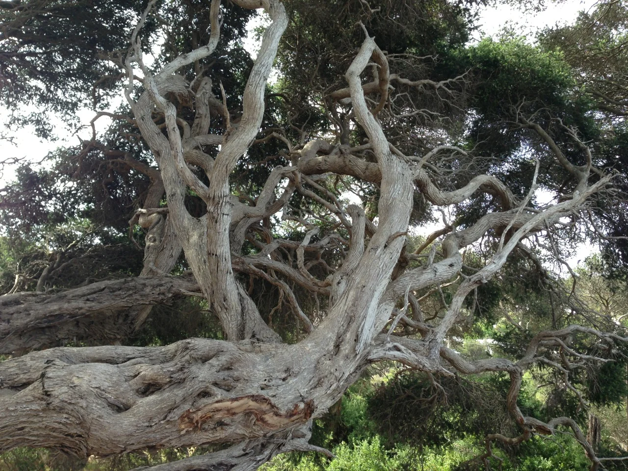 MOONAH — Portsea Estate Nursery