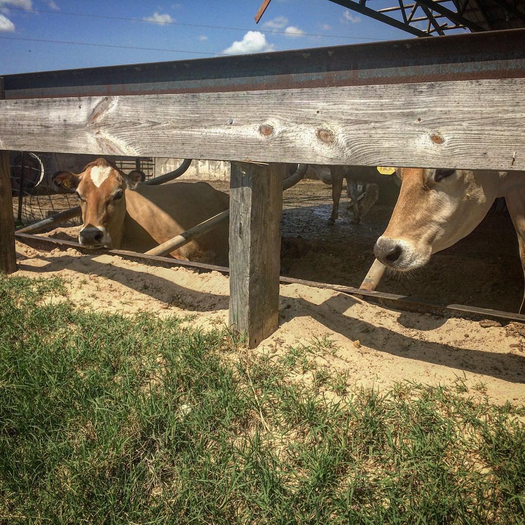 Our Cows — Lowcountry Creamery