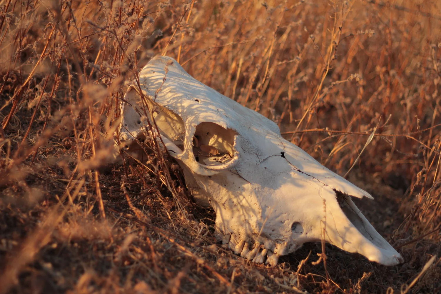 Blog — Echoes of Wild