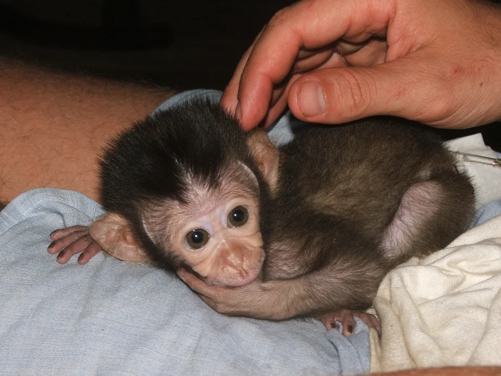 Cute Baby Monkeys In Diapers