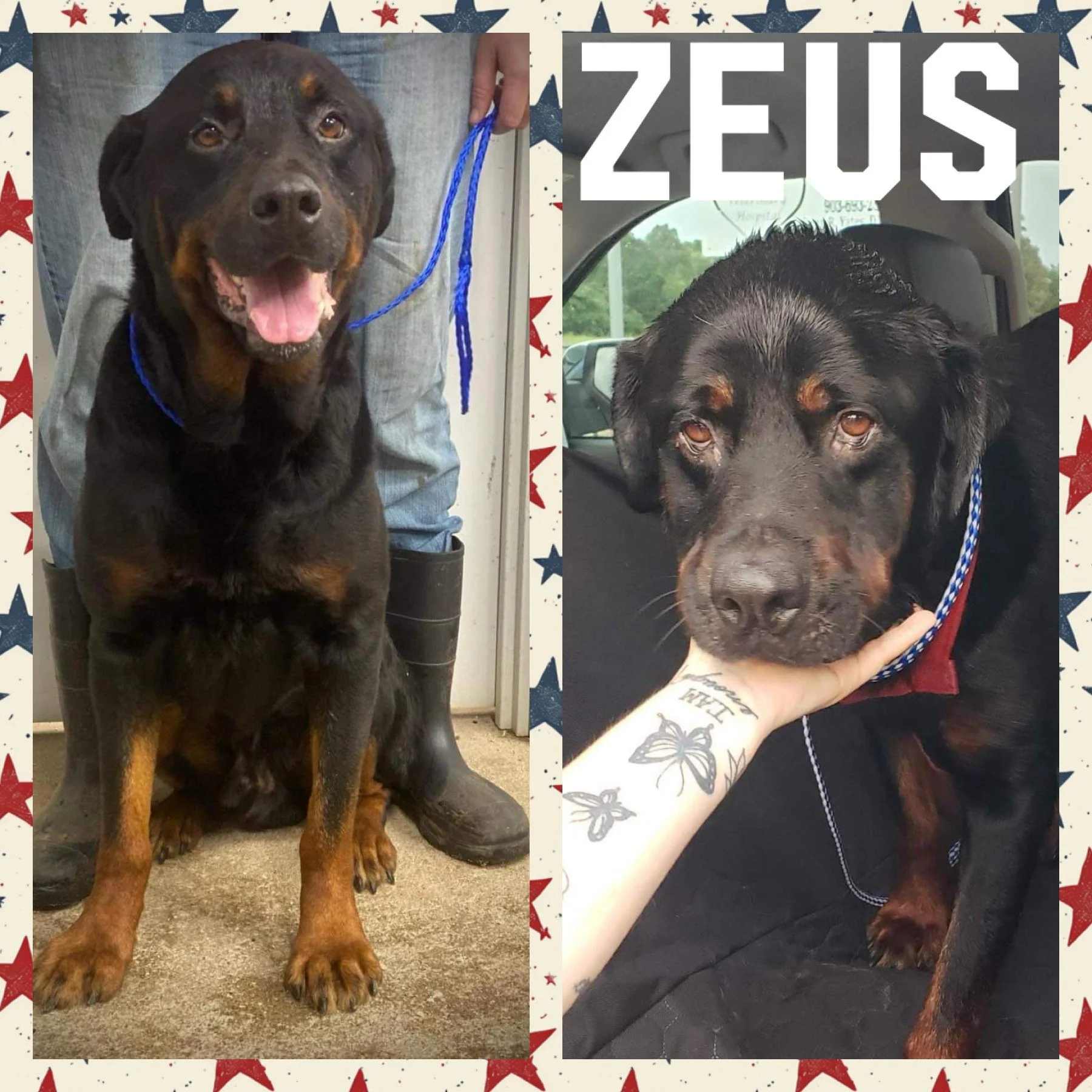 Adoptable Rottweilers — R.E.A.L. Rottweiler Rescue