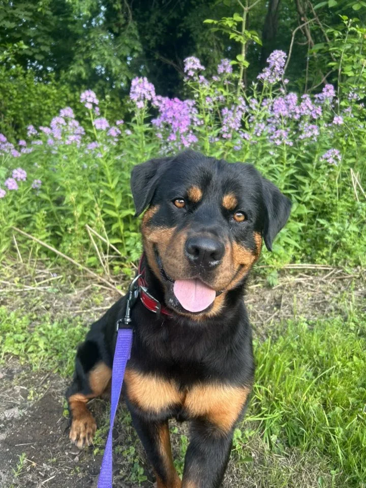 Adoptable Rottweilers — R.E.A.L. Rottweiler Rescue