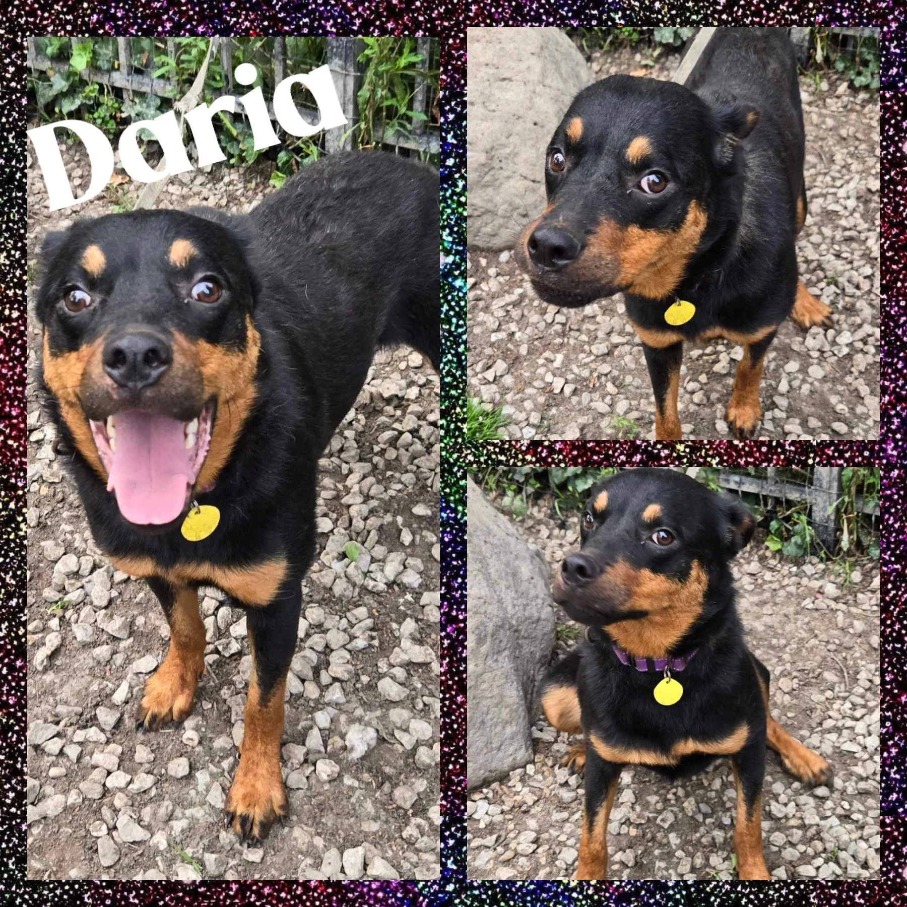 Adoptable Rottweilers — R.E.A.L. Rottweiler Rescue