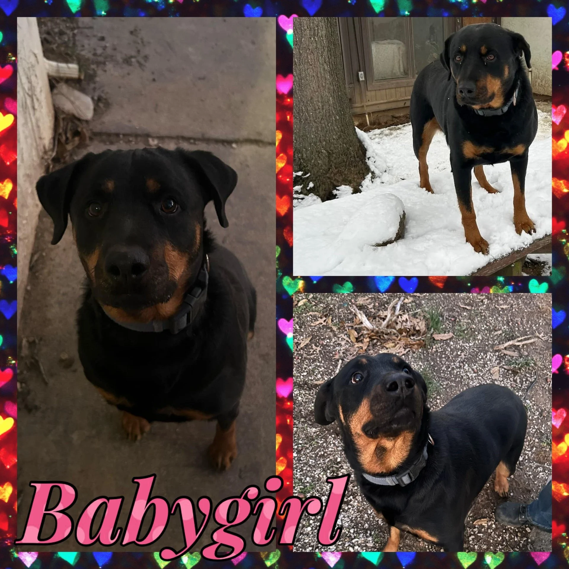 Adoptable Rottweilers — R.E.A.L. Rottweiler Rescue