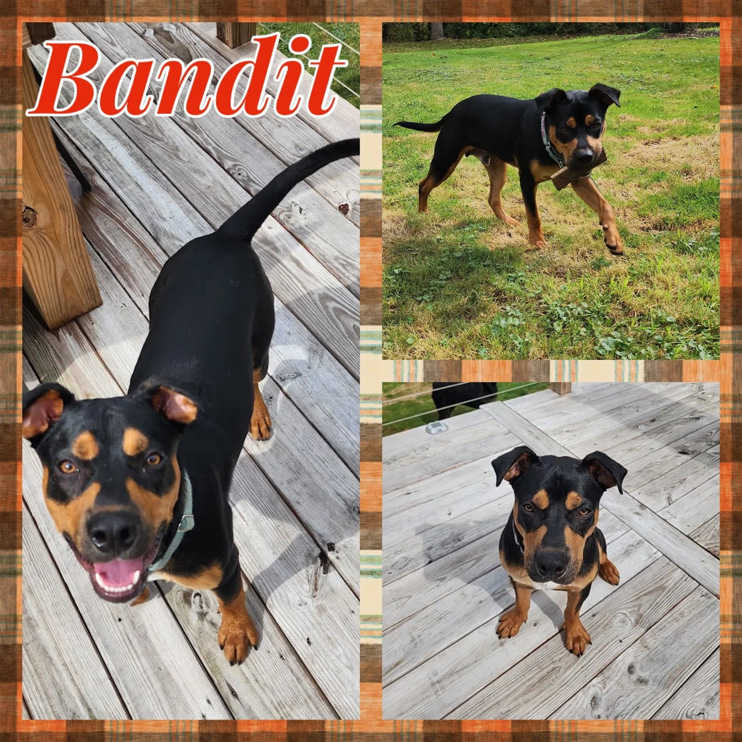 Adoptable Rottweilers — R.E.A.L. Rottweiler Rescue