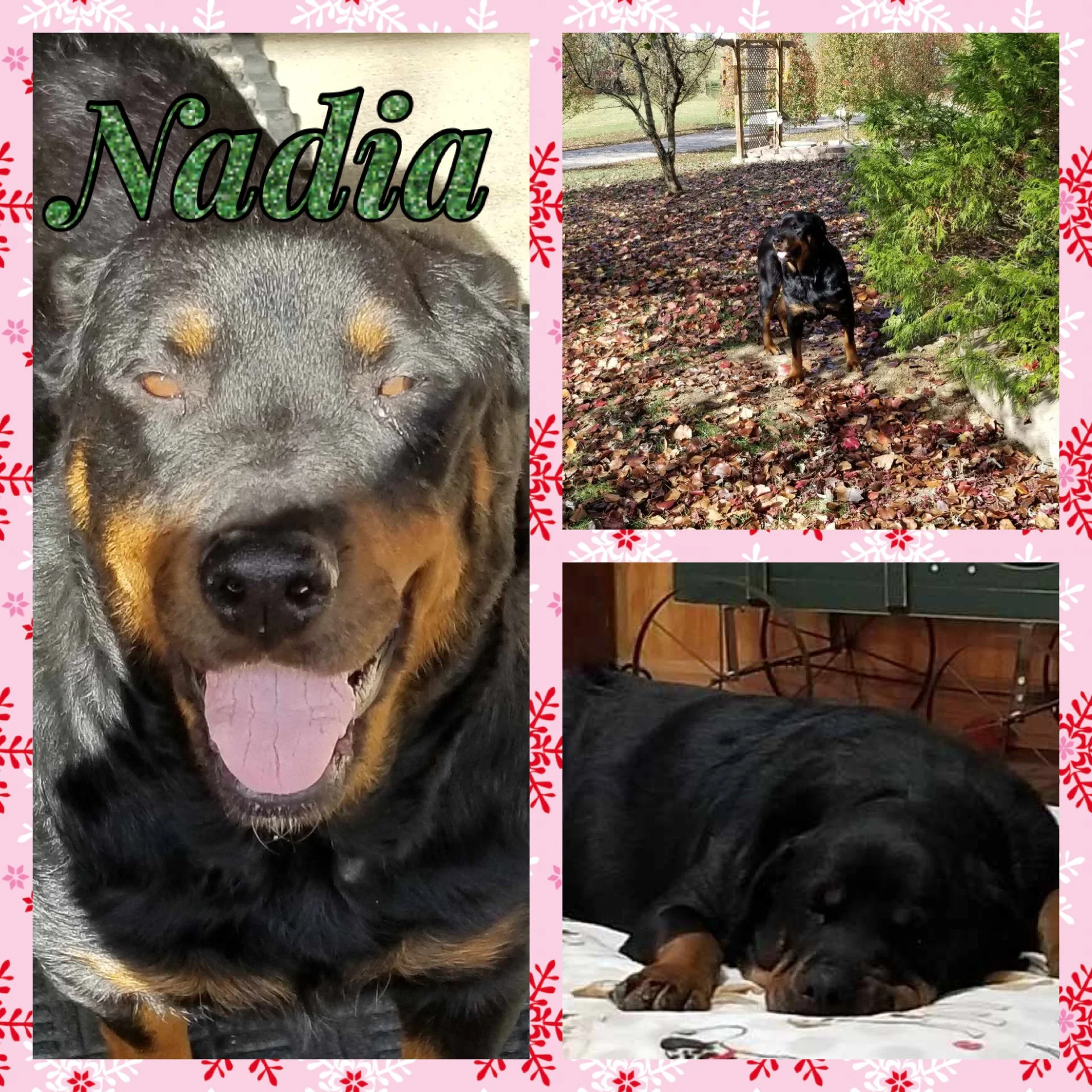 Adoptable Rottweilers — R.E.A.L. Rottweiler Rescue