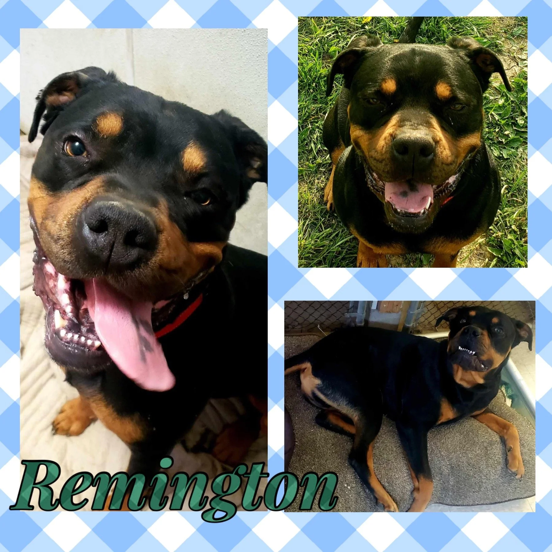 Adoptable Rottweilers — R.E.A.L. Rottweiler Rescue