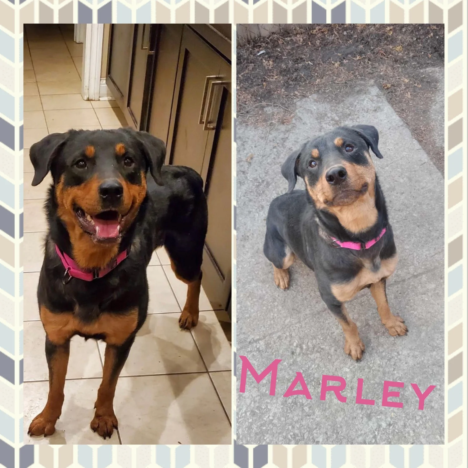 Adoptable Rottweilers — R.E.A.L. Rottweiler Rescue