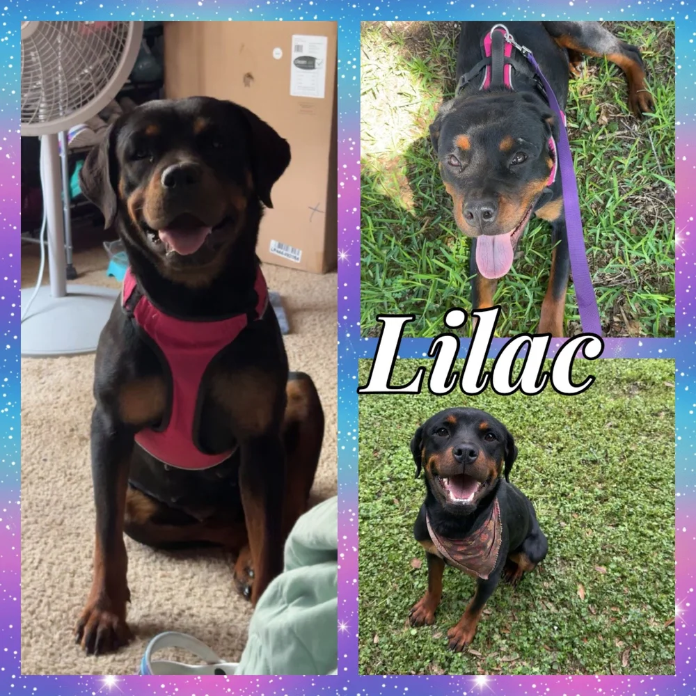 Adoptable Rottweilers — R.E.A.L. Rottweiler Rescue
