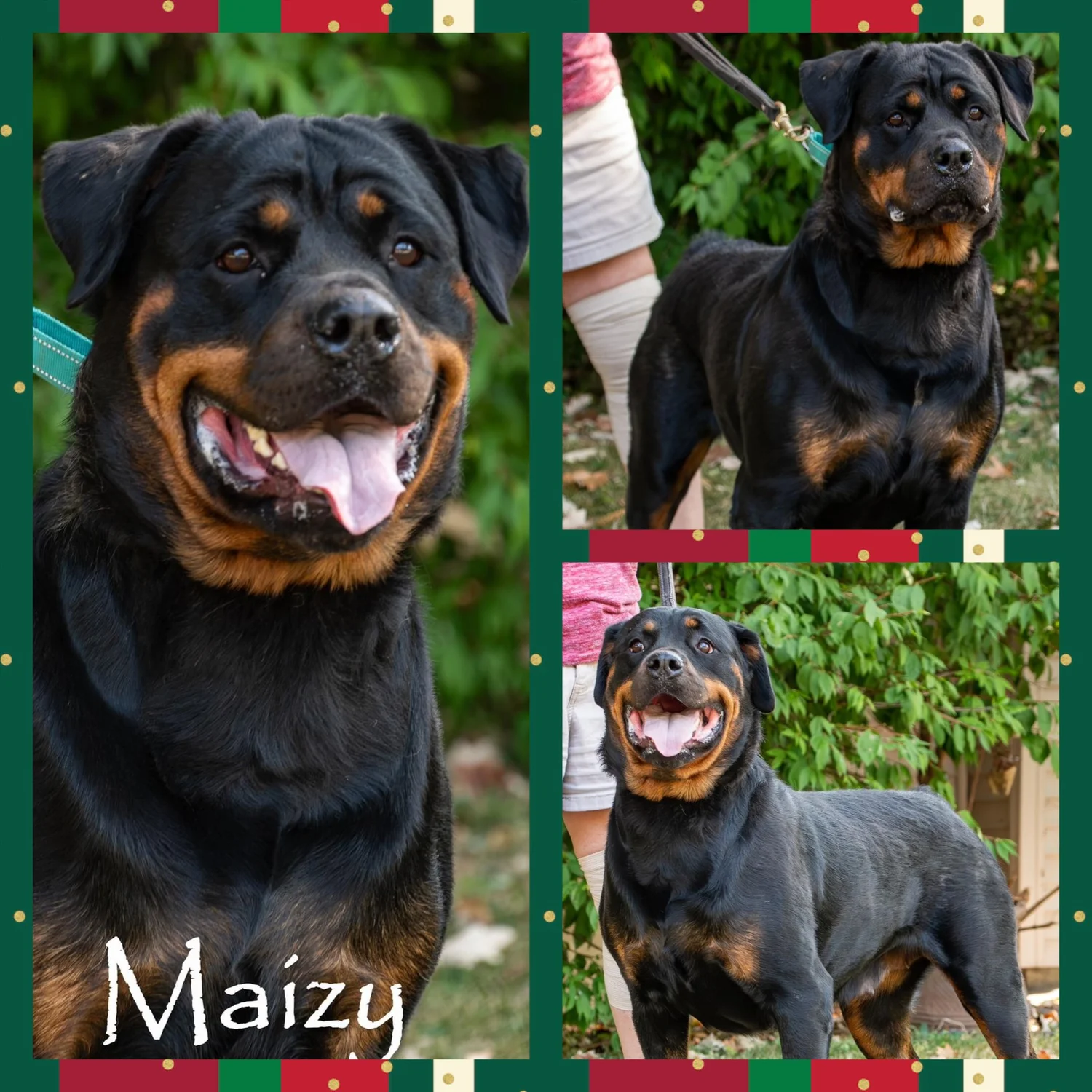 Adoptable Rottweilers — R.E.A.L. Rottweiler Rescue