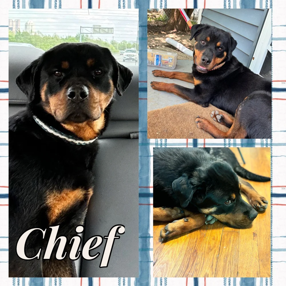 Adoptable Rottweilers — R.E.A.L. Rottweiler Rescue