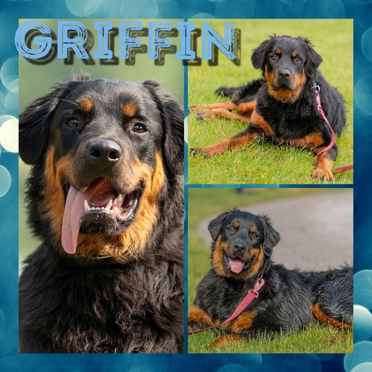 Adoptable Rottweilers — R.E.A.L. Rottweiler Rescue