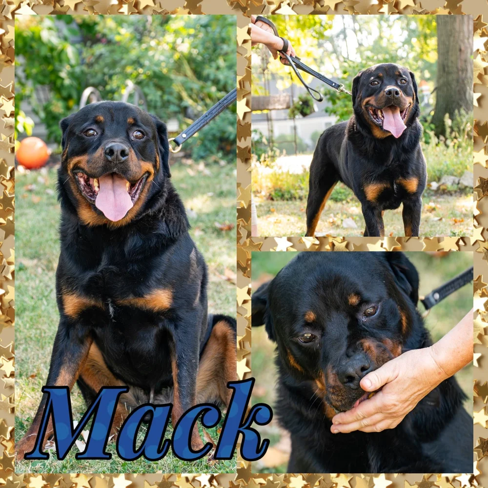 Adoptable Rottweilers — R.E.A.L. Rottweiler Rescue
