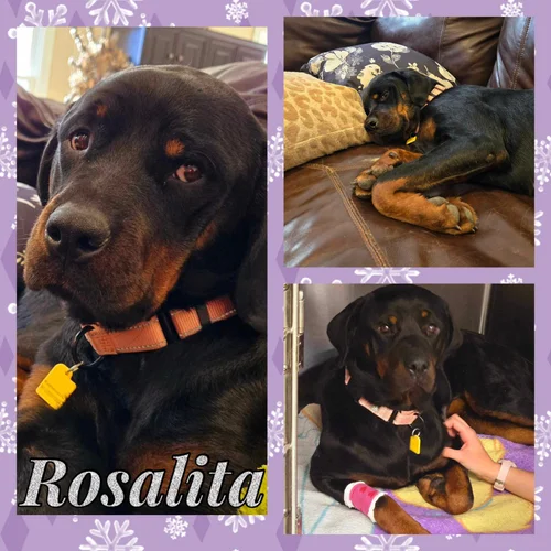 Adoptable Rottweilers — R.E.A.L. Rottweiler Rescue