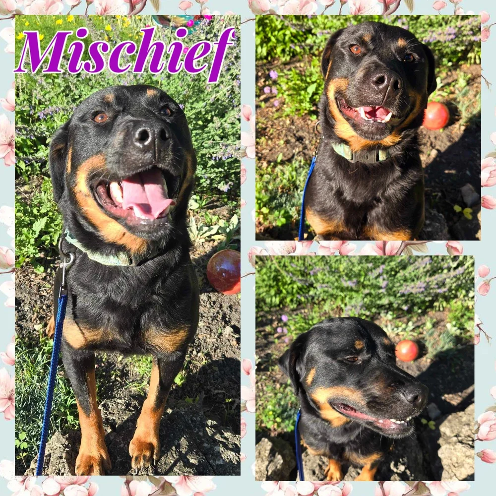 Adoptable Rottweilers — R.E.A.L. Rottweiler Rescue