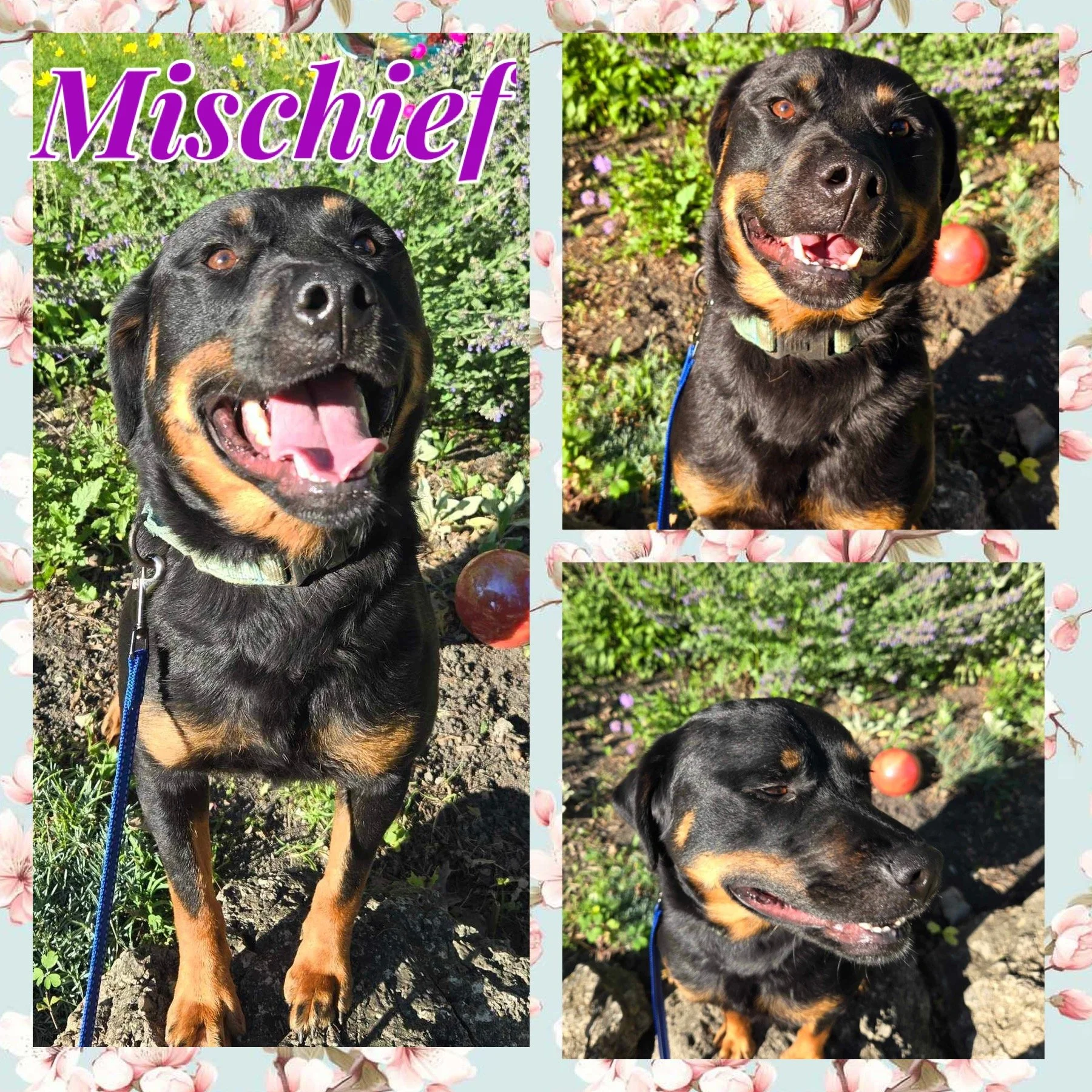 Adoptable Rottweilers — R.E.A.L. Rottweiler Rescue