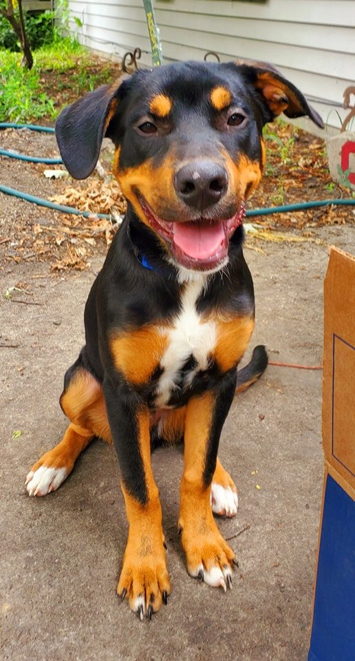 Rottweiler Shepherd Mix Puppy