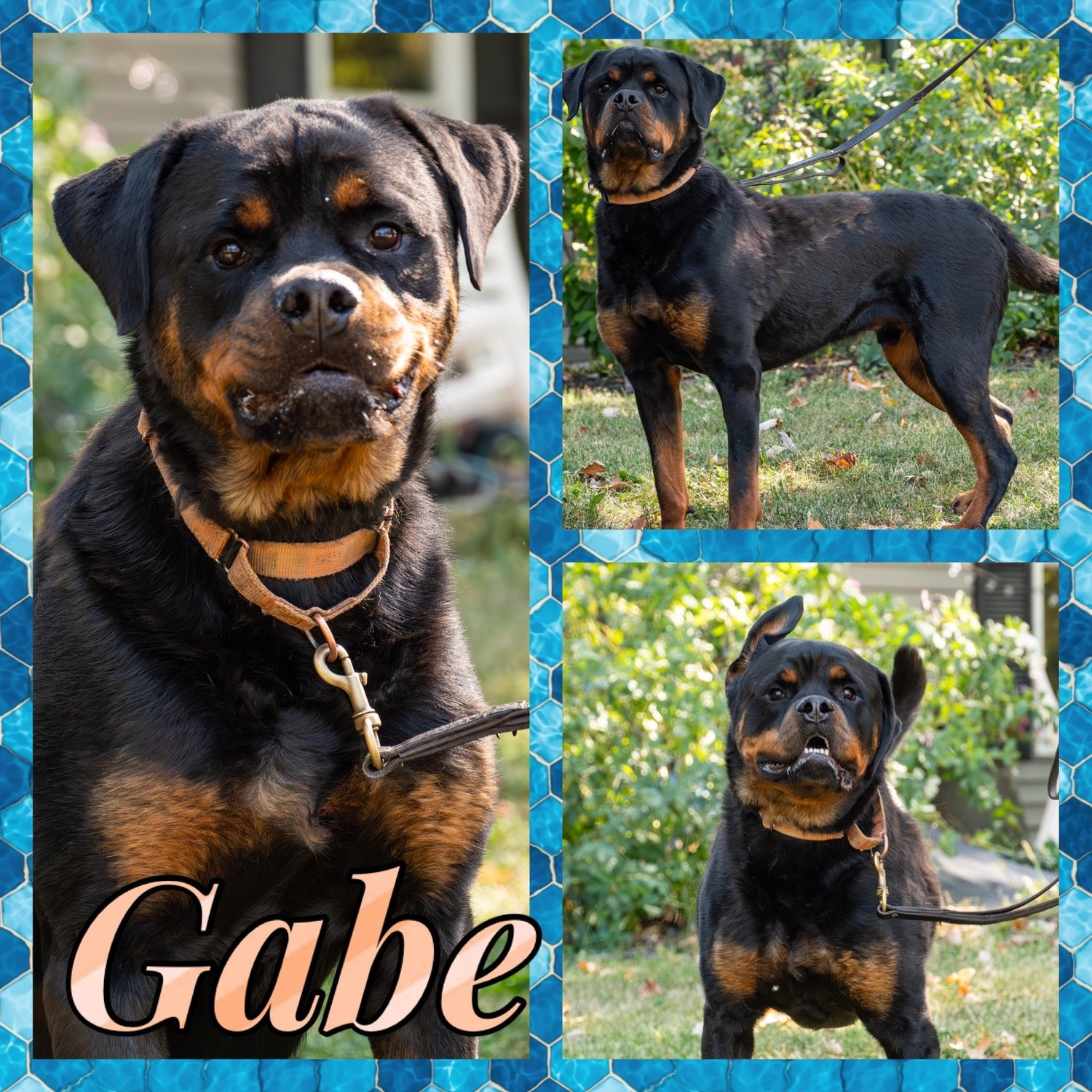 Adoptable Rottweilers — R.E.A.L. Rottweiler Rescue