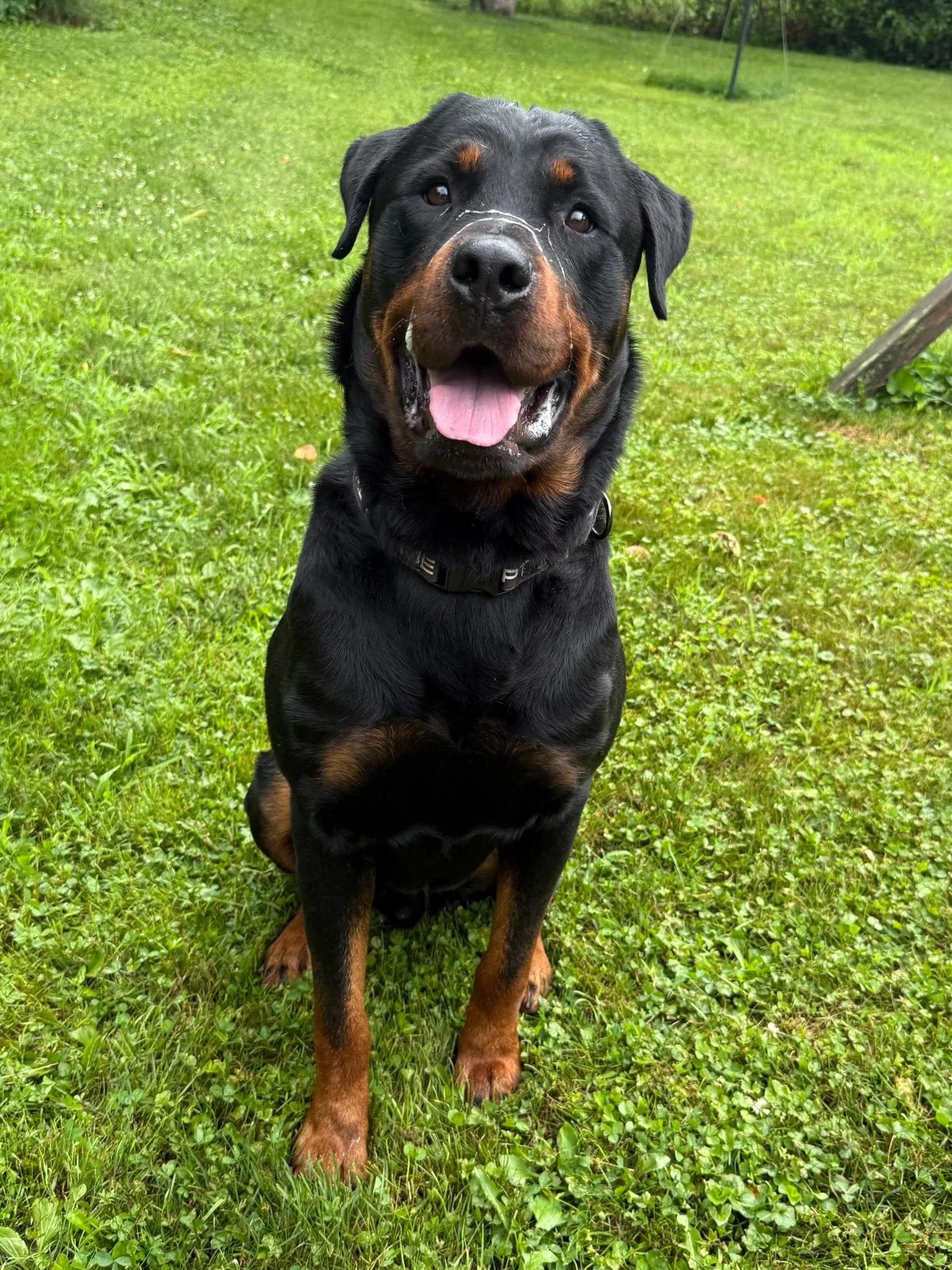Adoptable Rottweilers — R.E.A.L. Rottweiler Rescue