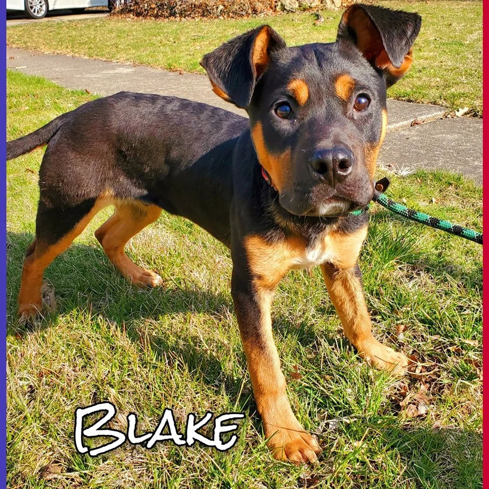 Rottweiler Shepherd Mix Puppy