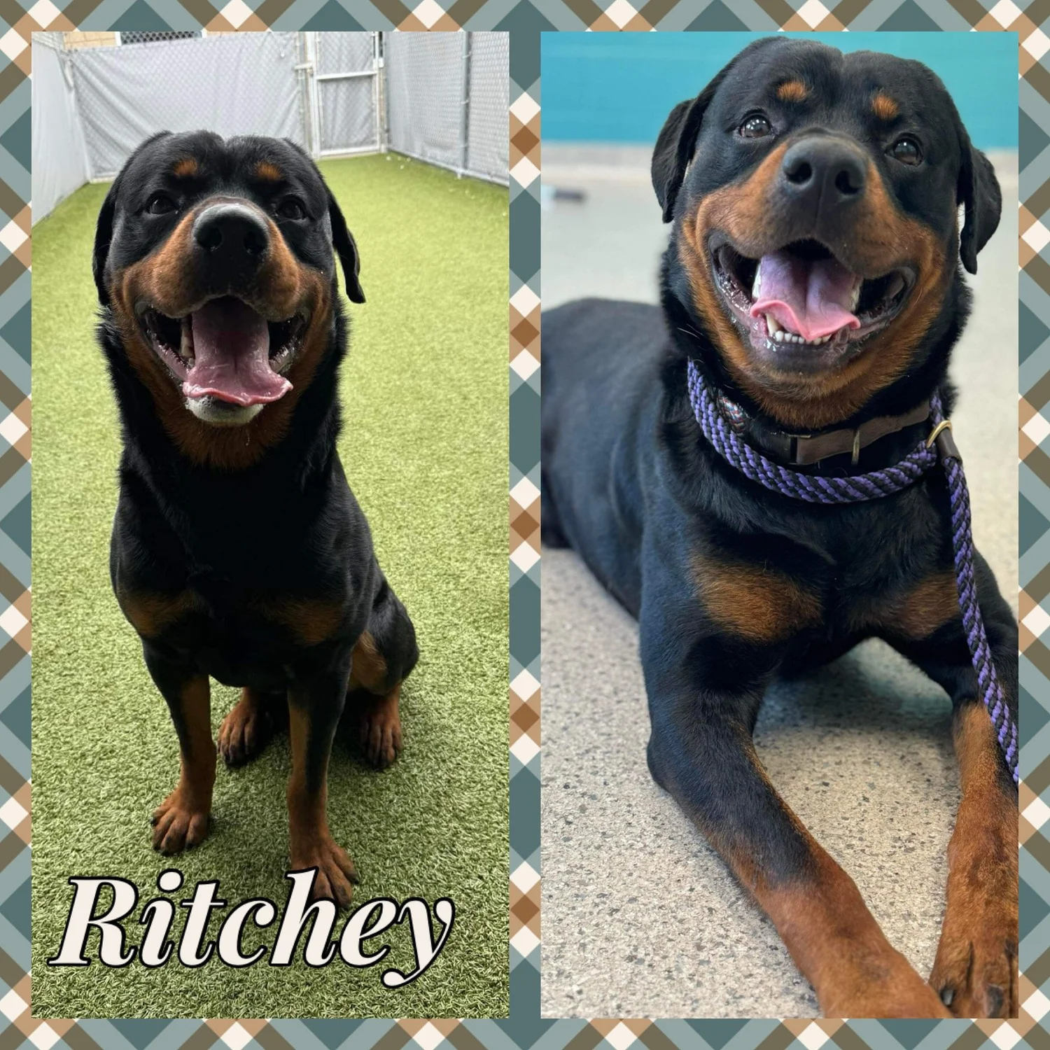 Adoptable Rottweilers — R.E.A.L. Rottweiler Rescue