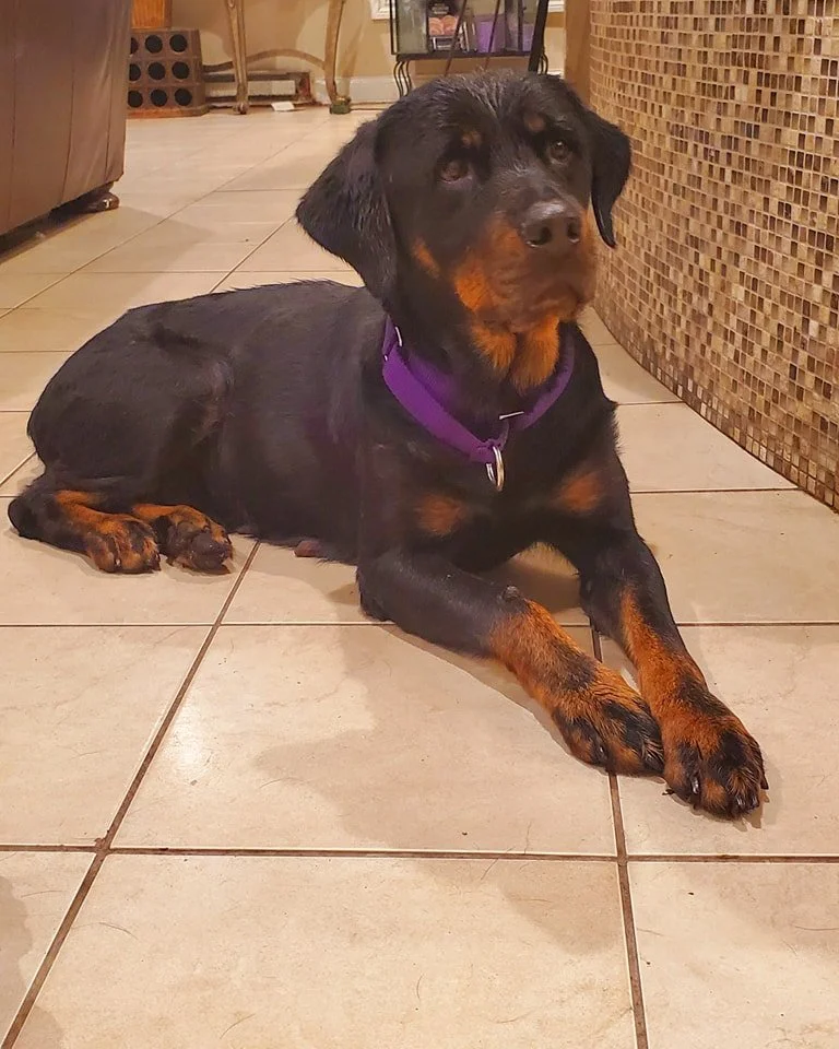 Adoptable Rottweilers — R.E.A.L. Rottweiler Rescue