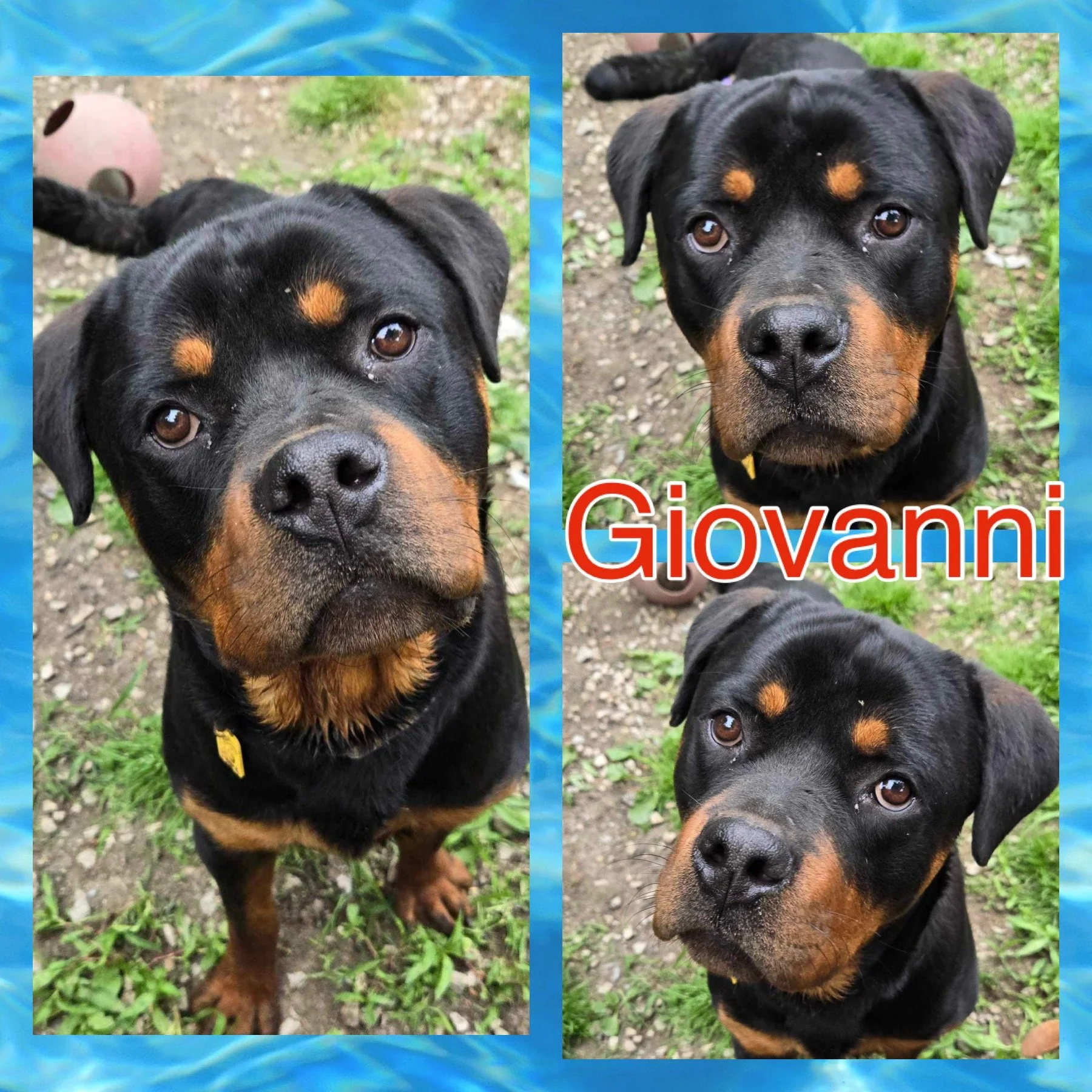 Adoptable Rottweilers — R.E.A.L. Rottweiler Rescue