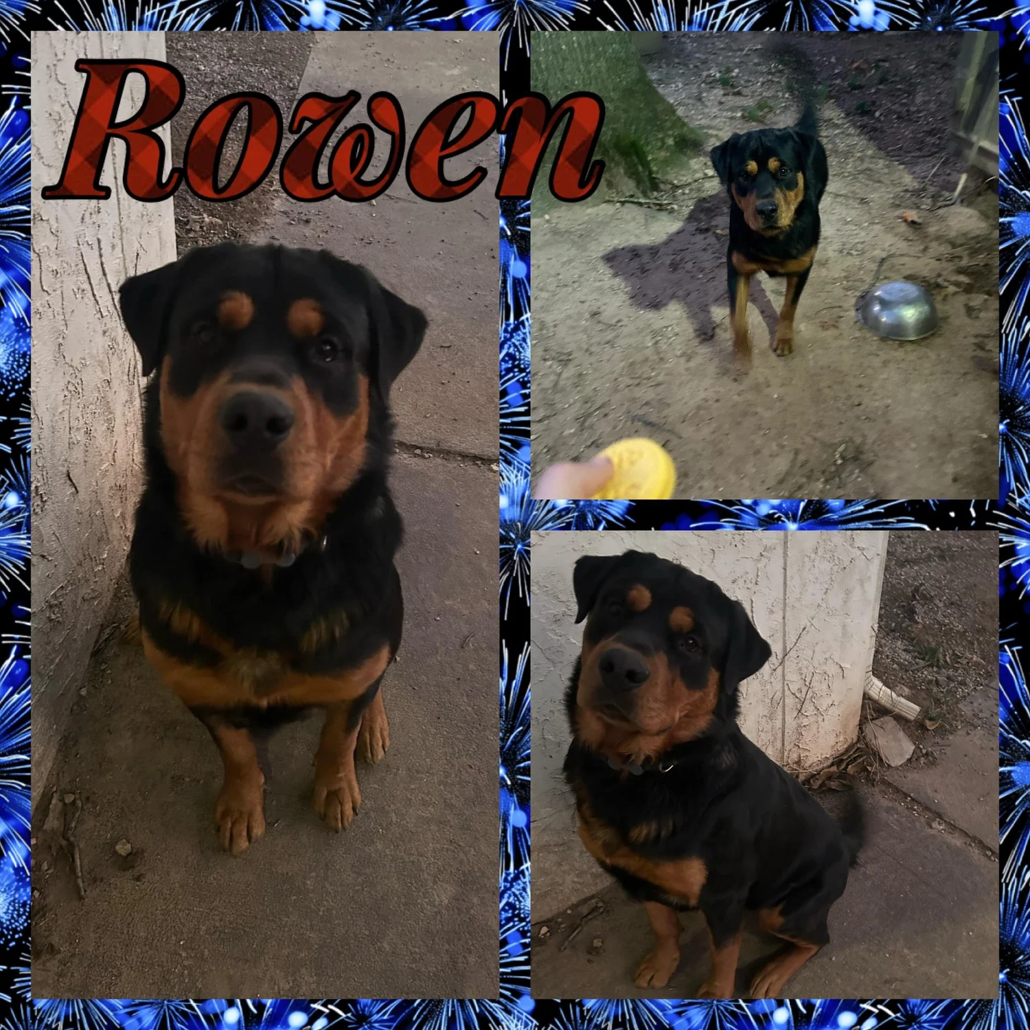 Adoptable Rottweilers — R.E.A.L. Rottweiler Rescue
