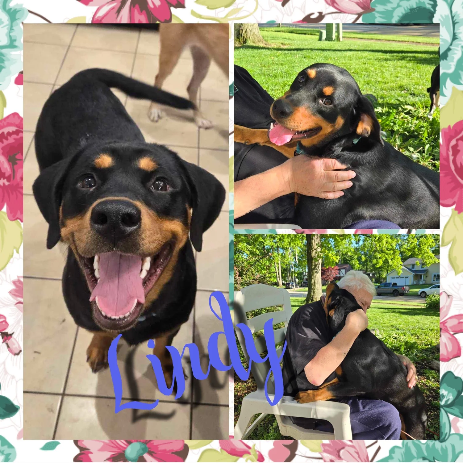 Adoptable Rottweilers — R.E.A.L. Rottweiler Rescue