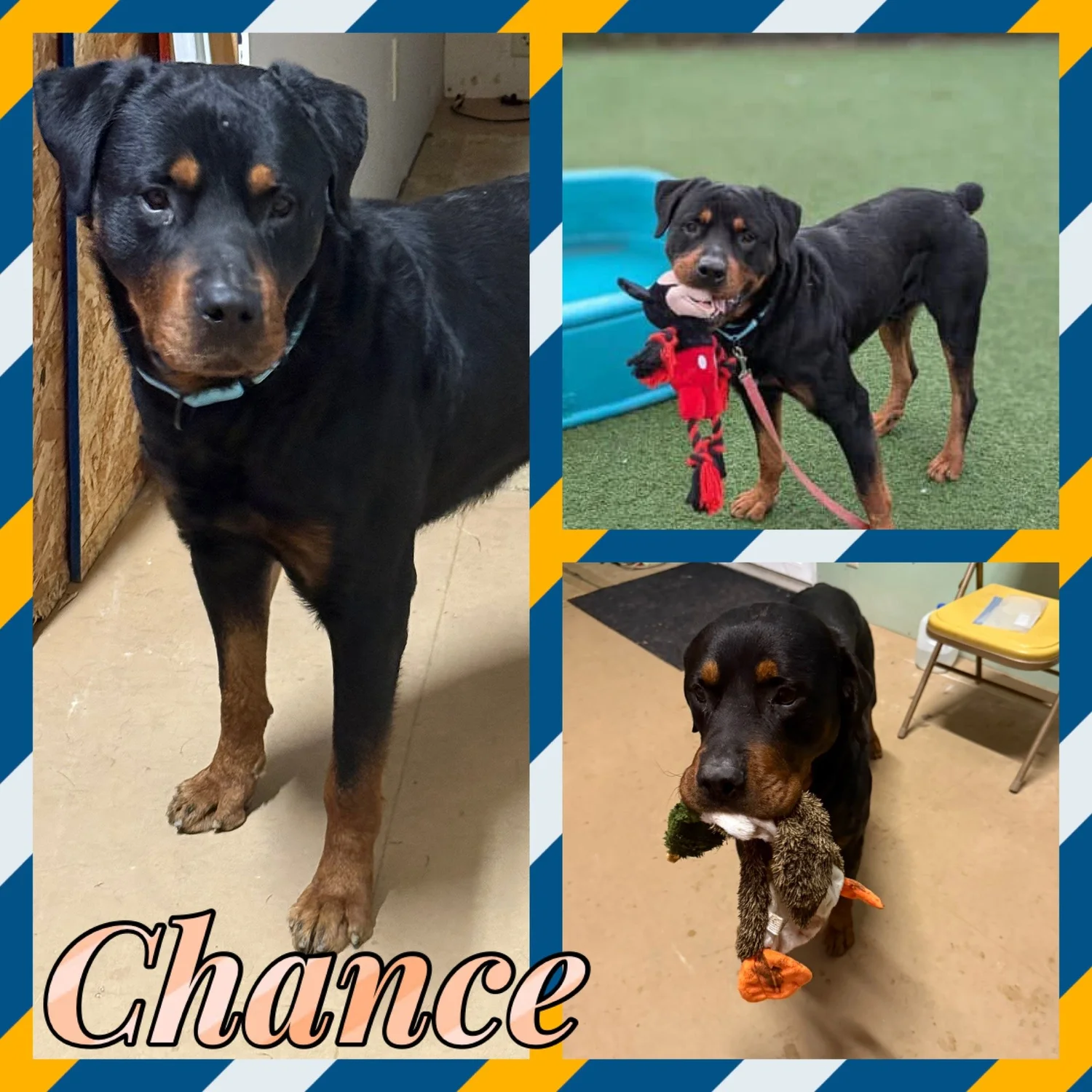 Adoptable Rottweilers — R.E.A.L. Rottweiler Rescue