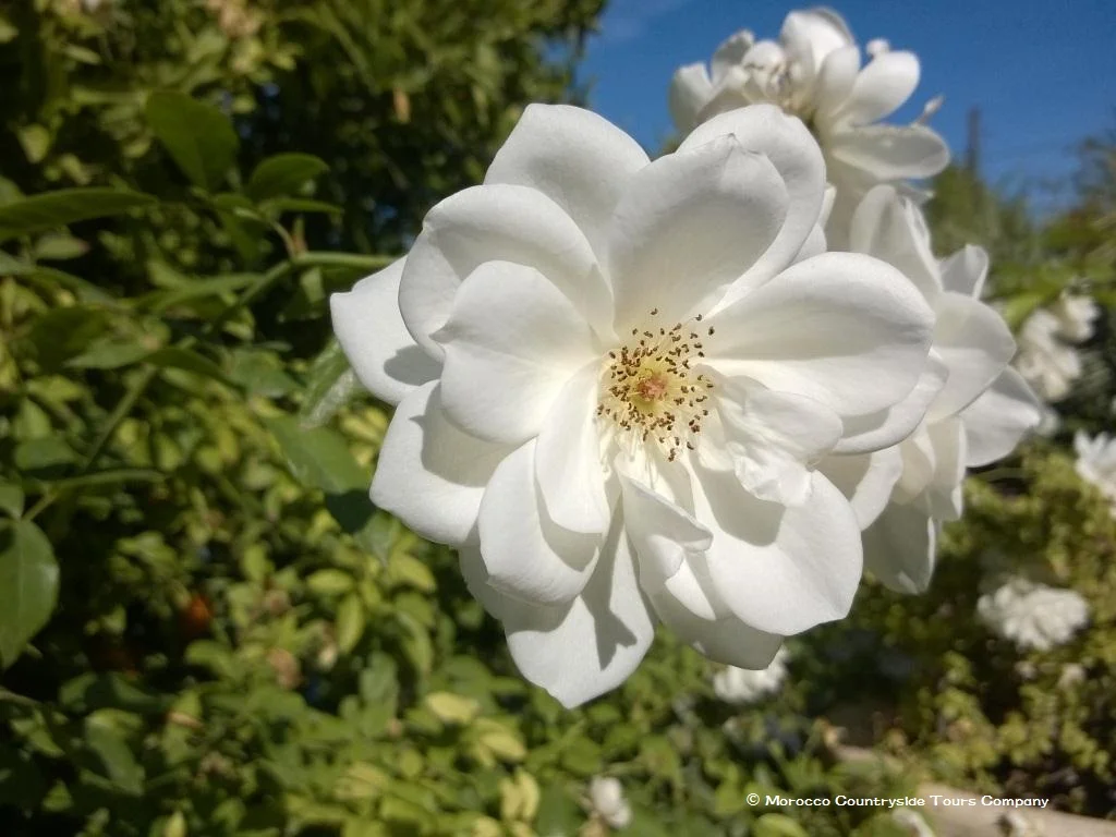 Photo Gallery | Morocco Countryside Tours