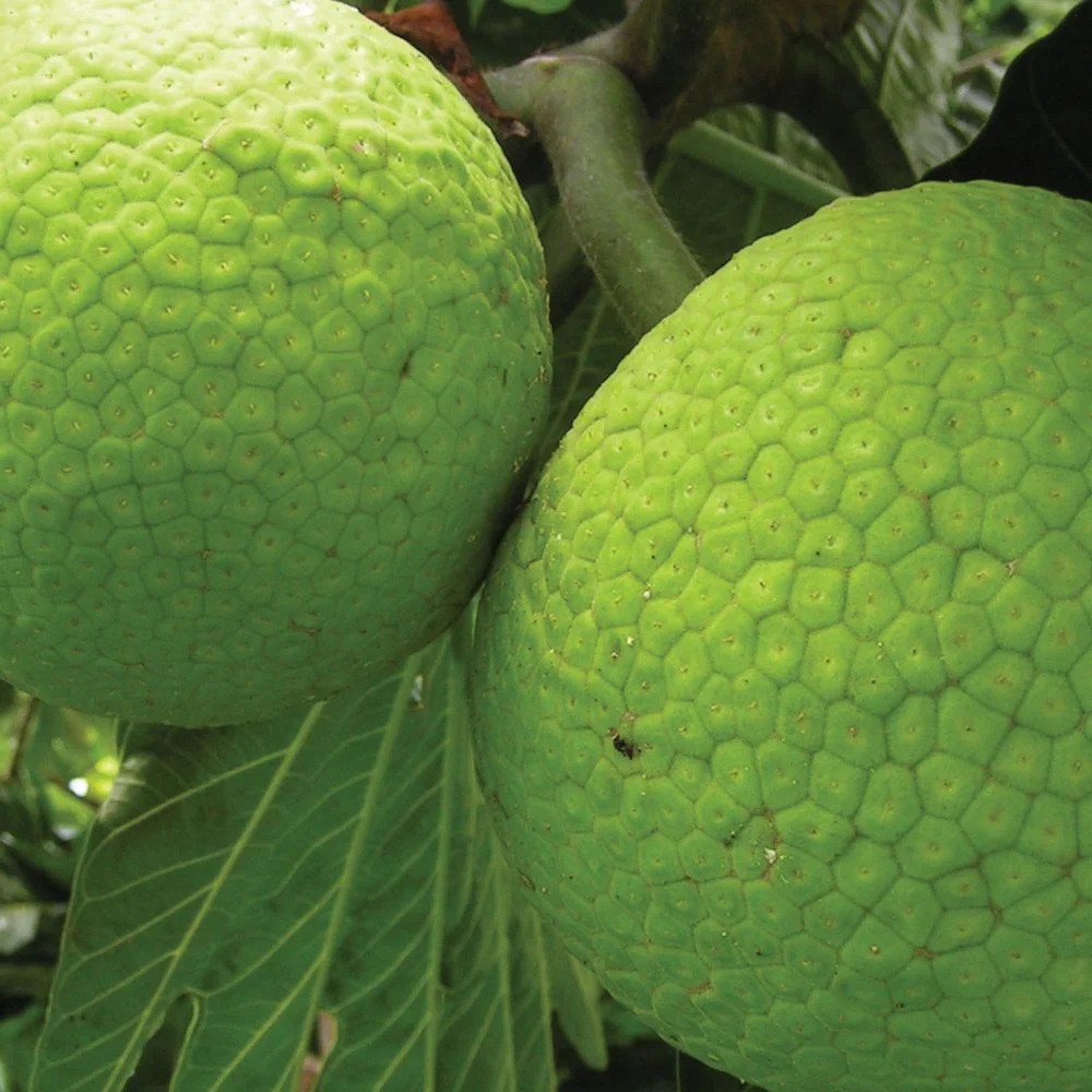 Tahiti East Coast - Half Day Sightseeing and Cultural Tour — Unique Tahiti