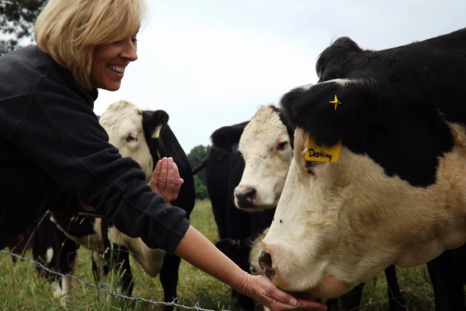 Triple T Farm | Black Herefords & Black Angus Cattle