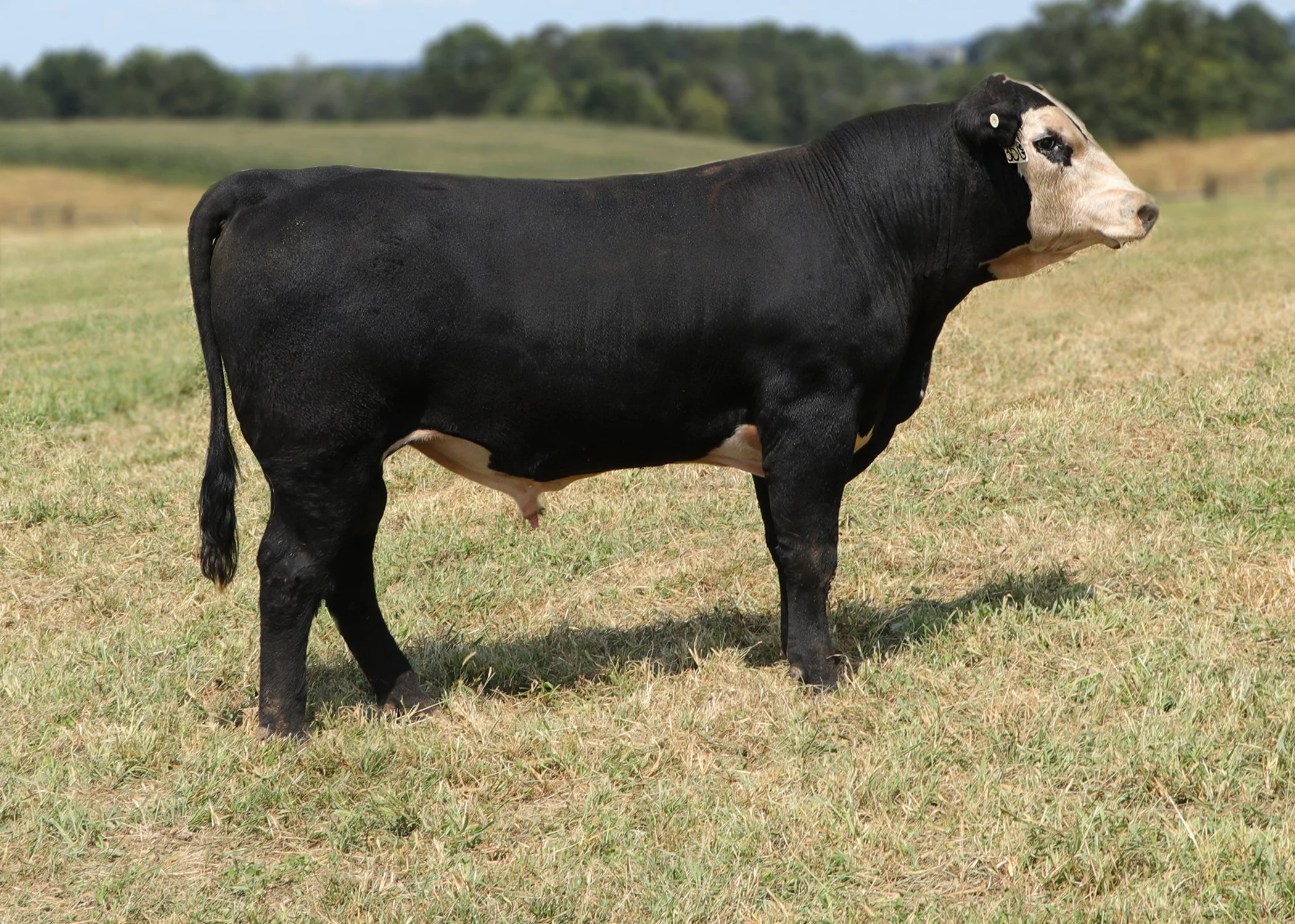 Semen- Registered Black Herefords and Registered Black Angus Cattle ...