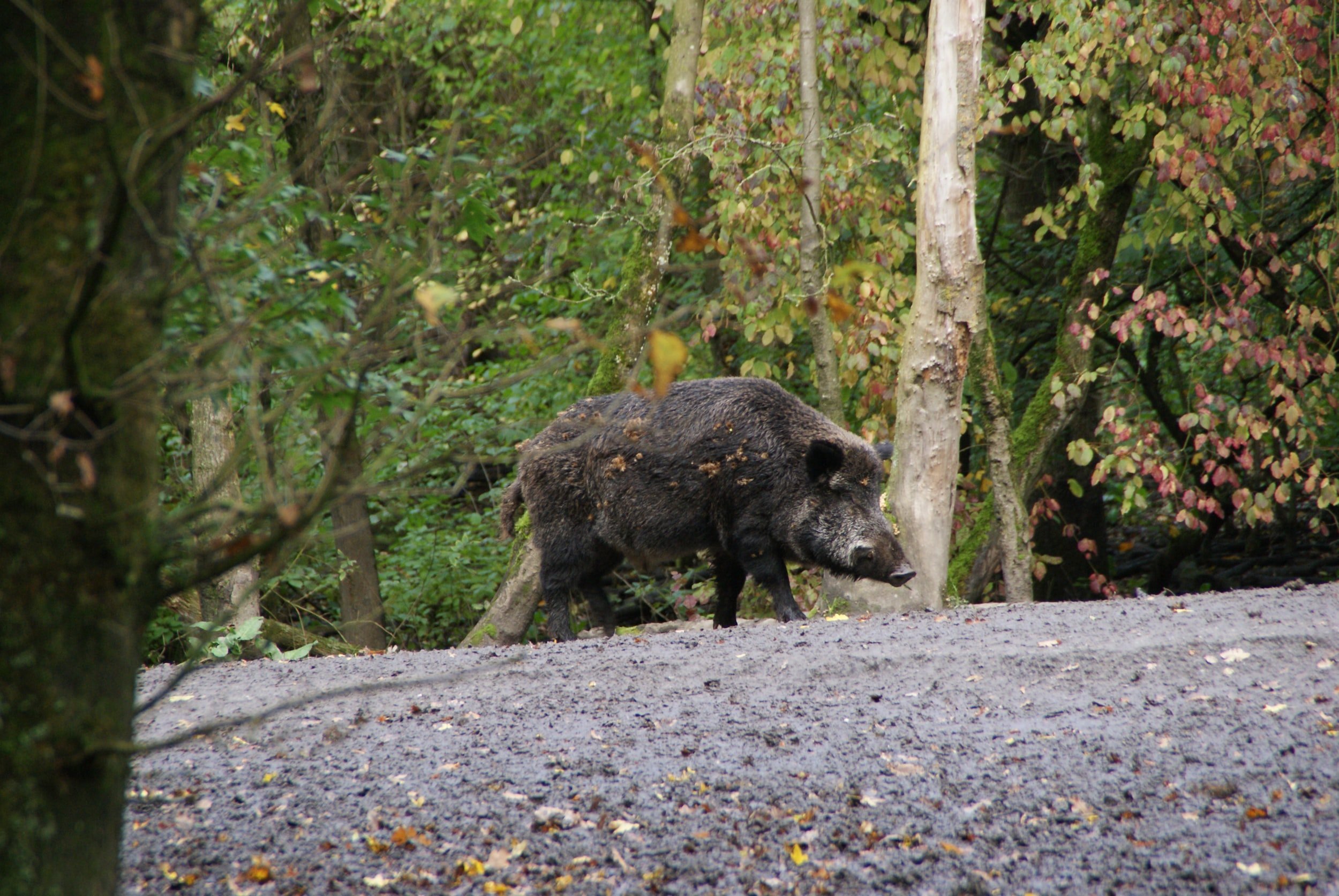 Wildlife of the Catalan Pyrenees Spain | Private Experiences & Luxury ...